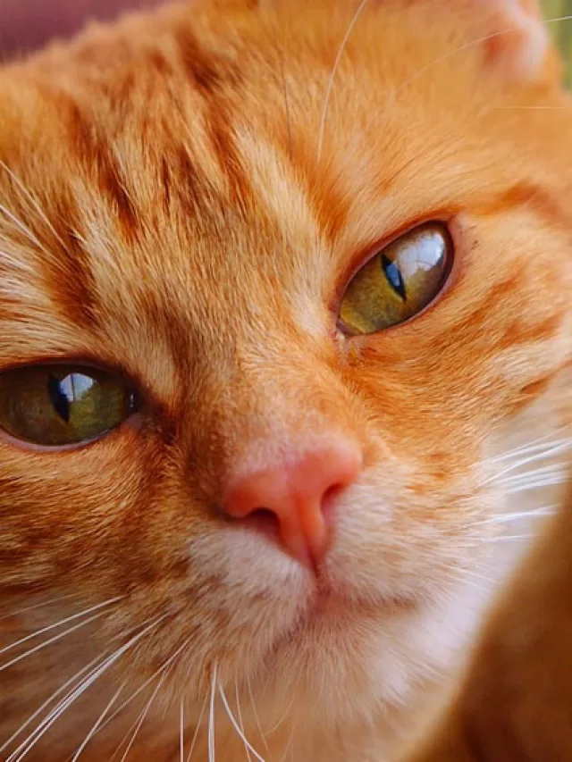 Por que hoje é Dia do Gato? Entenda o Dia internacional do gato - Fusne