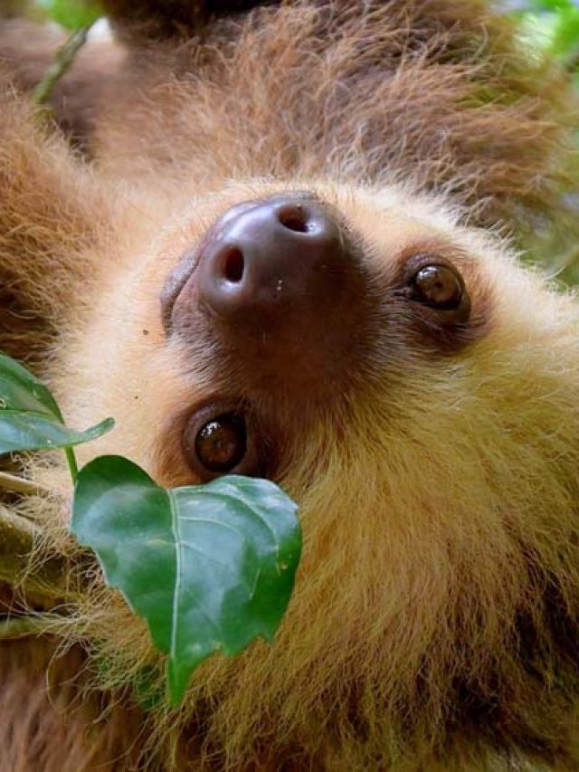 Como o bicho-preguiça se locomove? veja as curiosidades do animal - Fusne